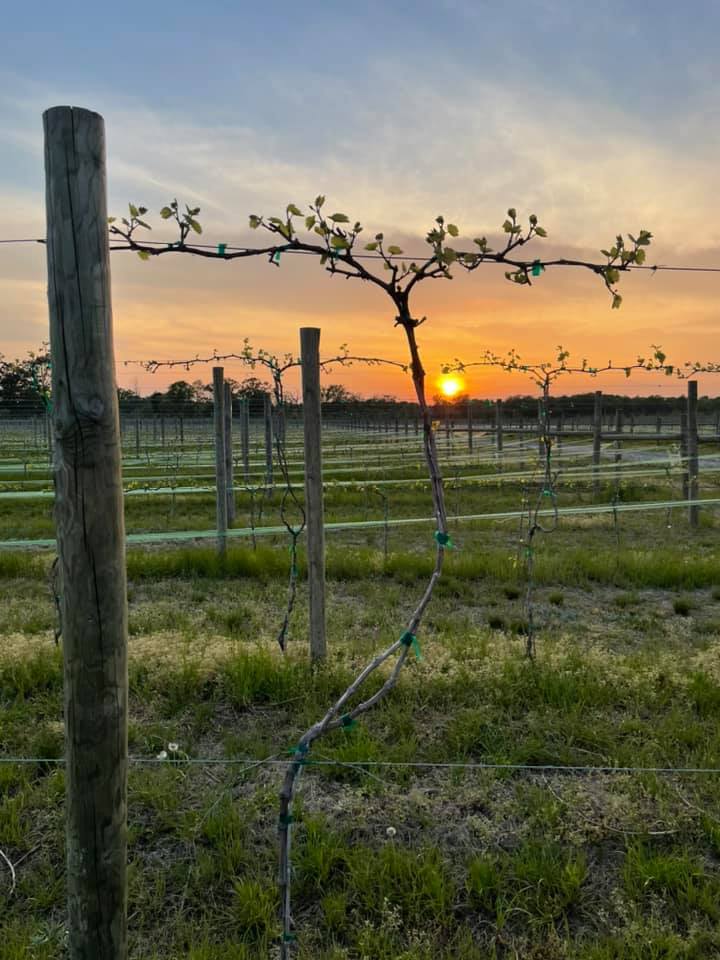 Wind Vineyards - More Than Just a Winery