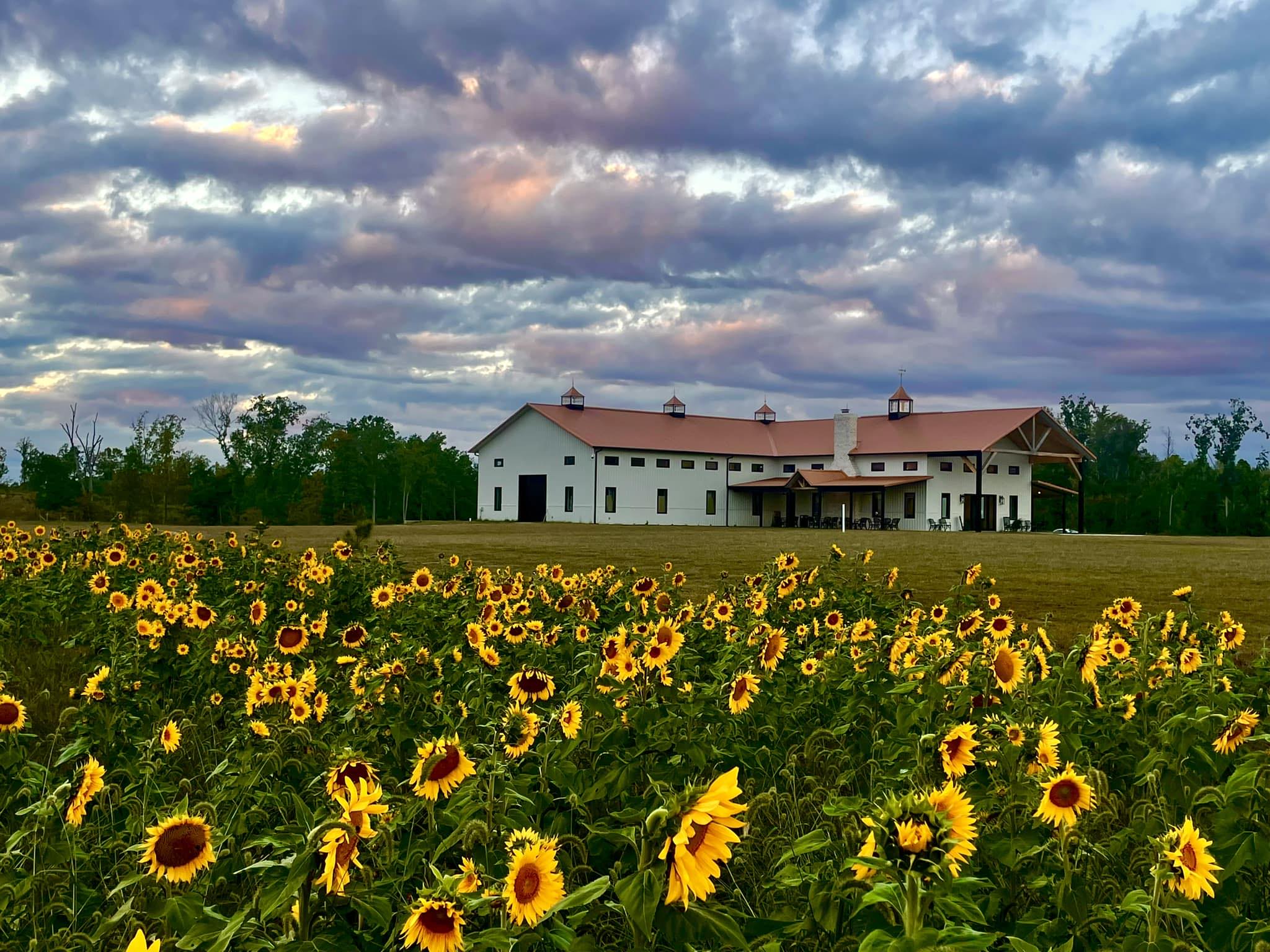Wind Vineyards: Family fun on the farm